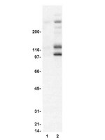 Anti-phospho-Ser/Thr-Pro MPM-2 Antibody | 05-368